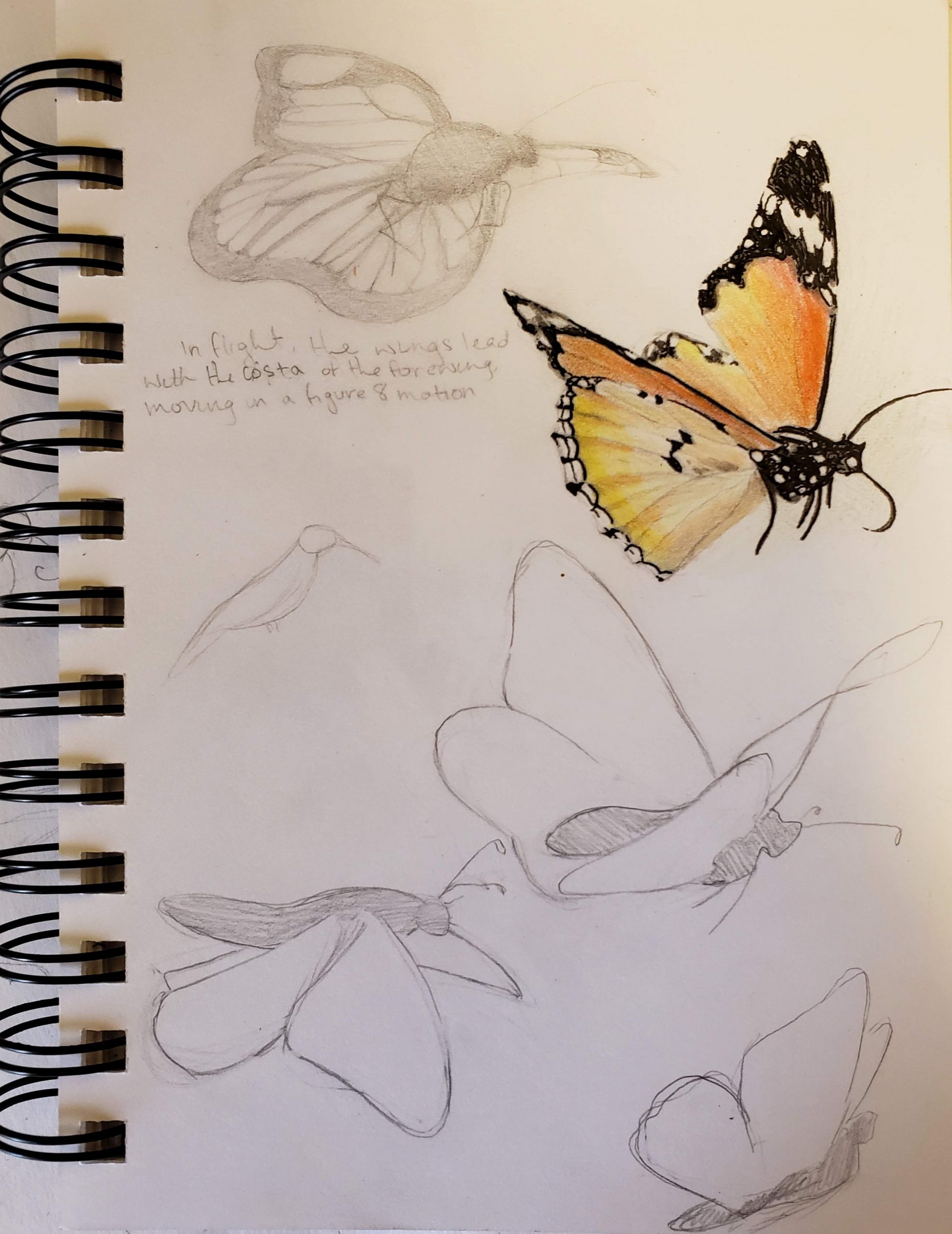 The Intimacy of Drawing • Jilene Schafers
